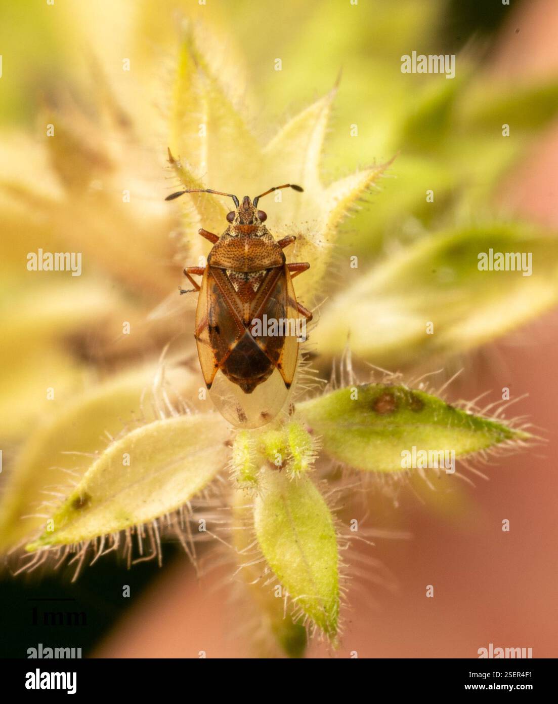 Birch Catkin Bug (Kleidocerys resedae), Insecta, Nacka, Stockholm ...