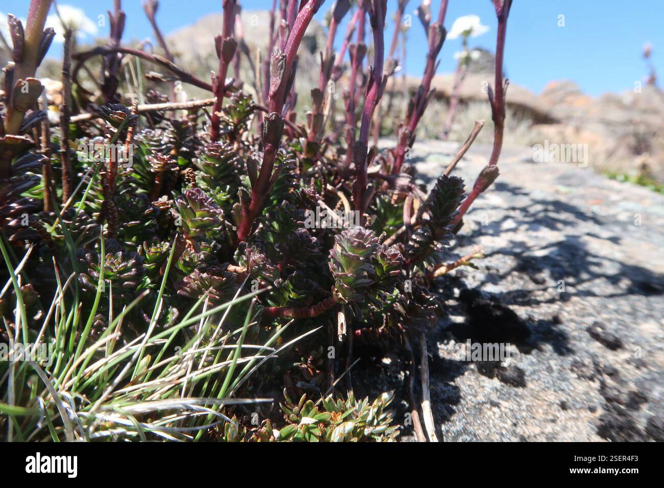 purple eyebright (Euphrasia collina), Plantae, Ben Lomond TAS 7212 ...