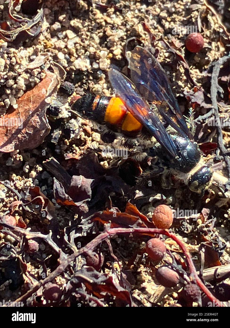 Caribbean scoliid wasp (Dielis dorsata), Insecta, Montserrat, Saint ...