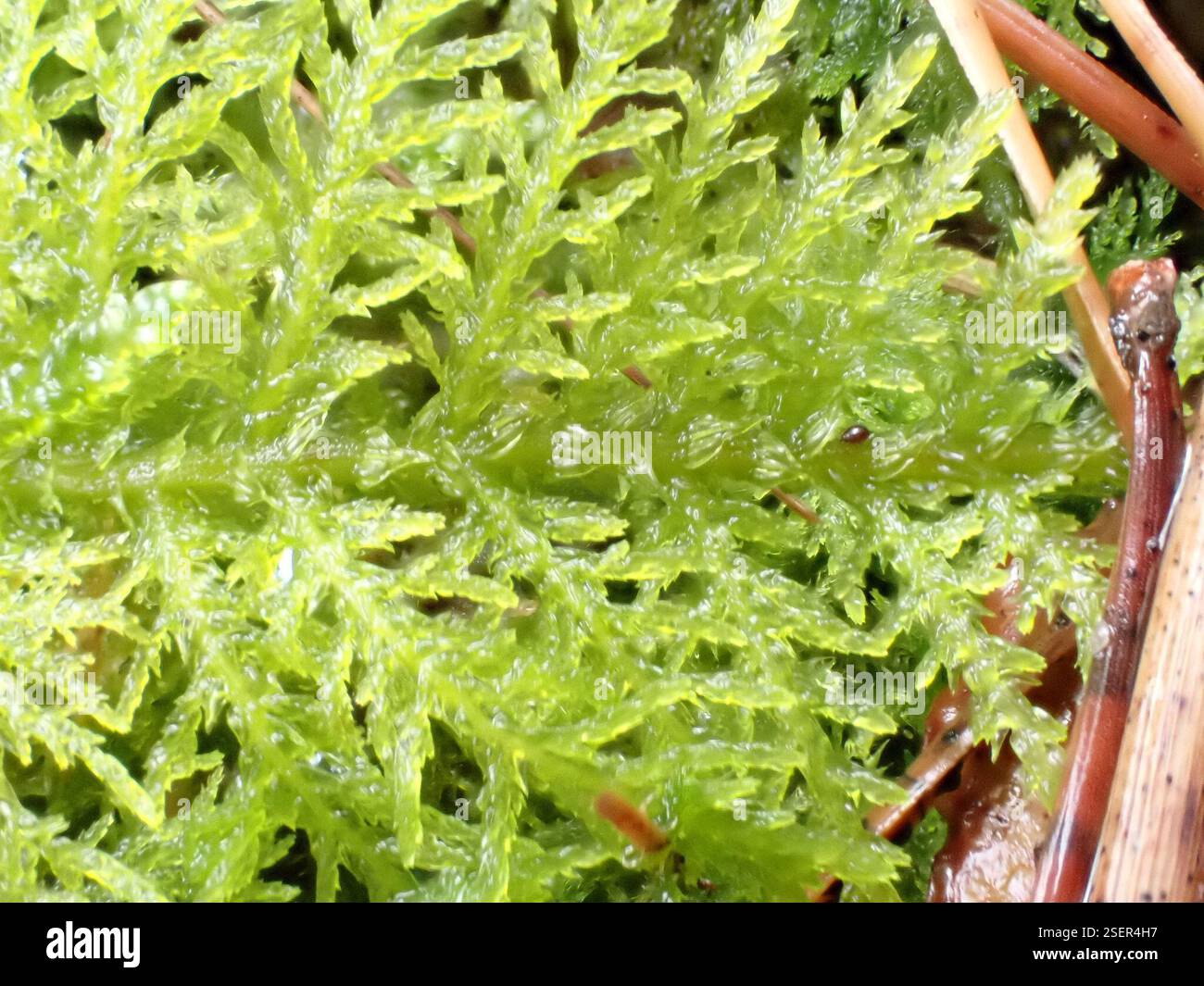 Common Tamarisk-moss (Thuidium tamariscinum), Plantae, Borkel en Schaft ...