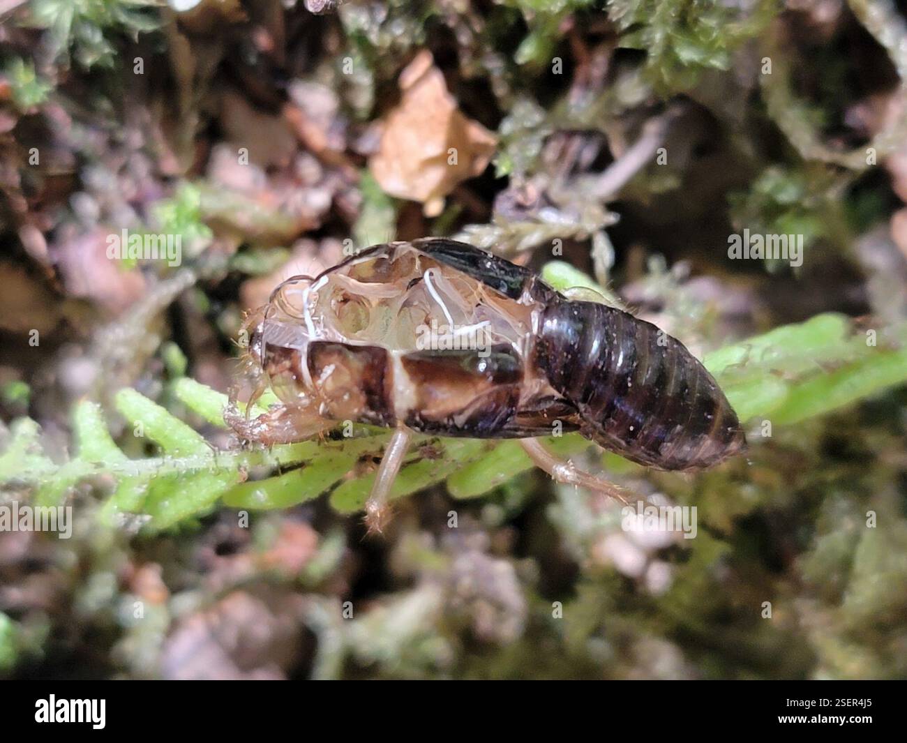 Typical Cicadas (Cicadidae), Insecta, 9679, New Zealand Stock Photo - Alamy