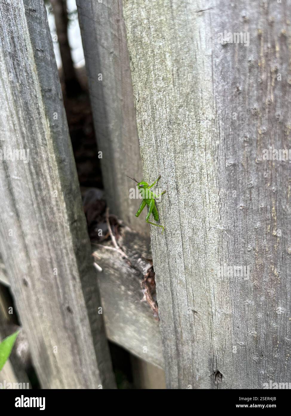 Giant Grasshopper (Valanga irregularis), Insecta, Broxbourne Pl ...