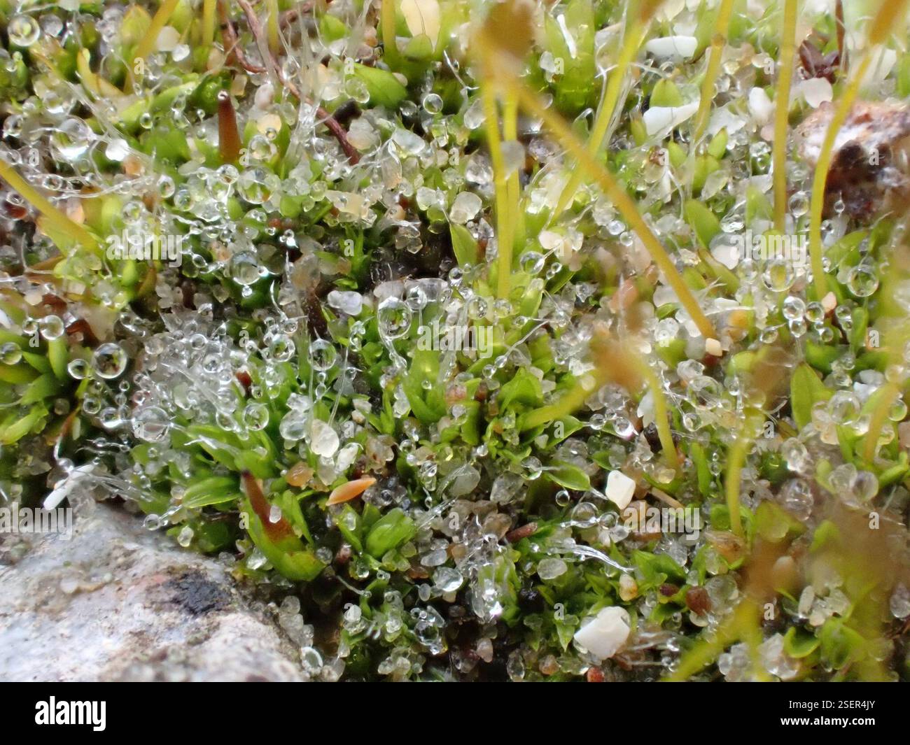 Common wall-screw moss (Tortula muralis muralis), Plantae, Amsterdamse ...
