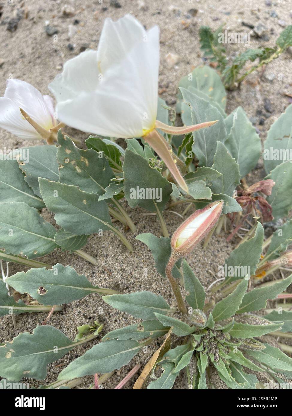 Annual Evening Primrose (Oenothera deltoides deltoides), Plantae, Anza ...