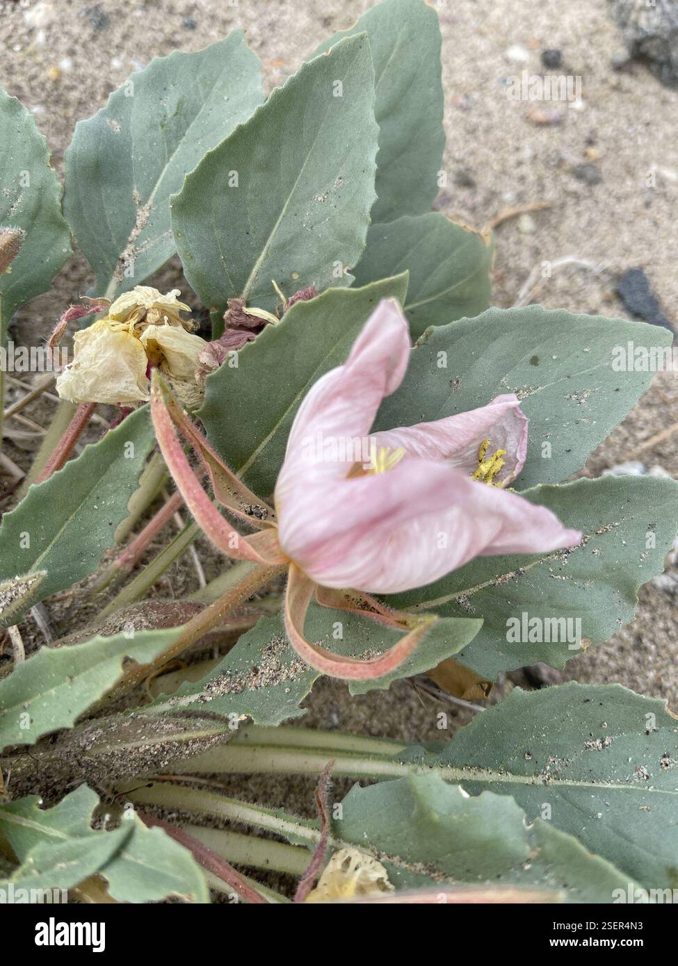 Annual Evening Primrose (Oenothera deltoides deltoides), Plantae, Anza ...