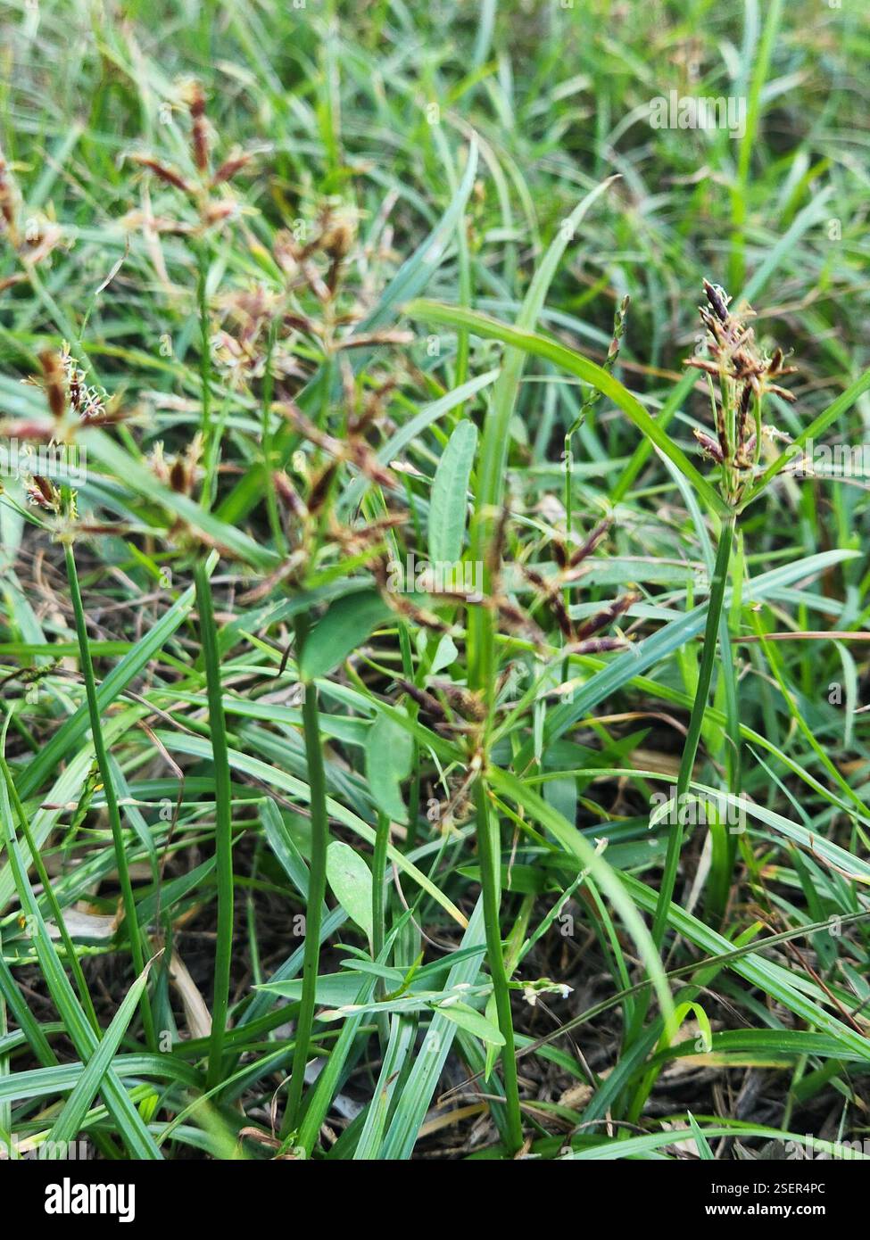 Purple nutsedge (Cyperus rotundus), Plantae, Dry Tortugas National Park ...