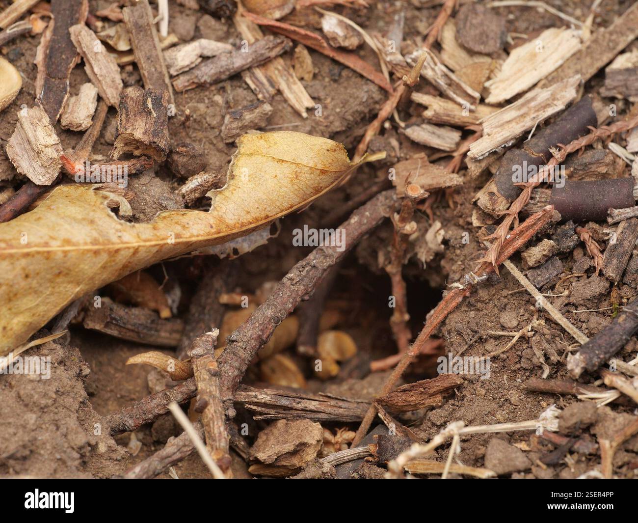 Chicatana Leafcutter Ant (Atta mexicana), Insecta, Municipio Malinalco ...