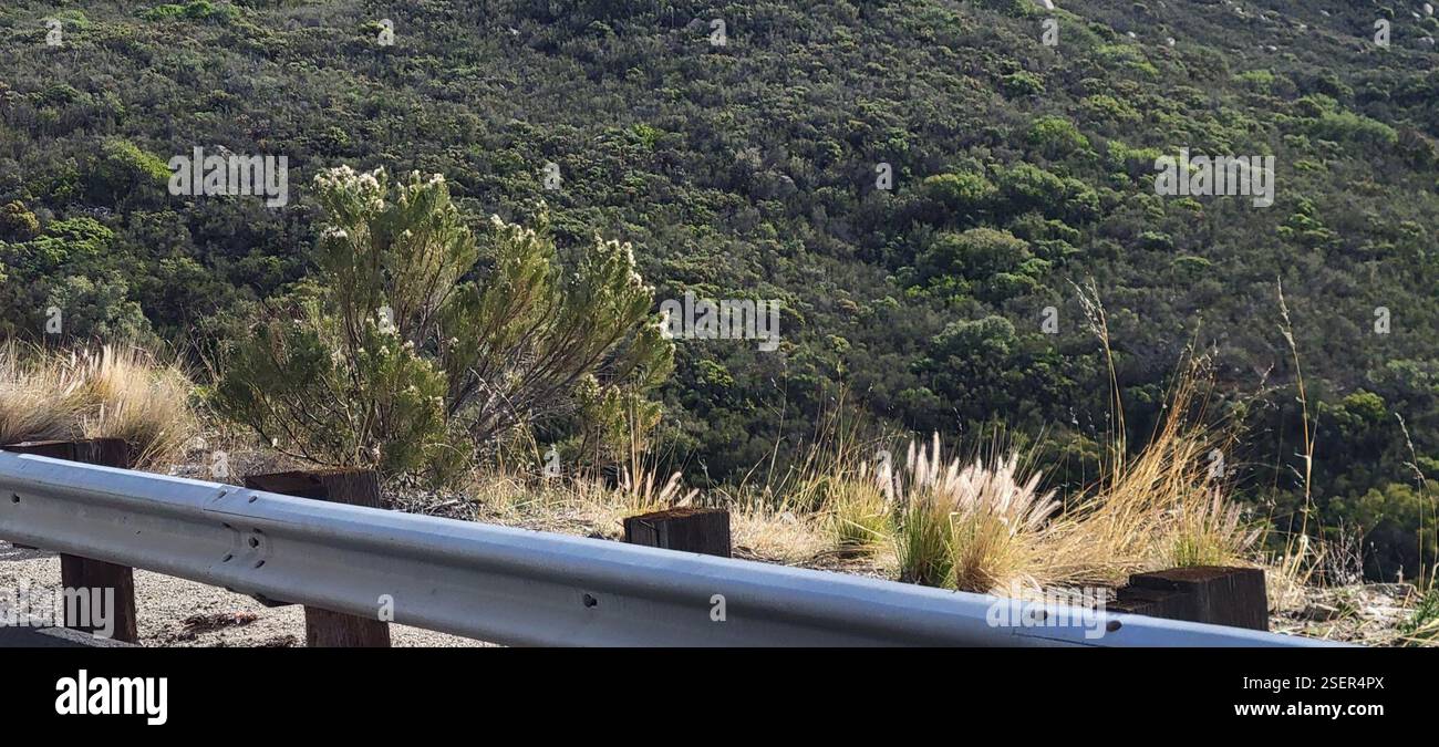 Desert Broom (Baccharis sarothroides), Plantae, Descanso, CA 91916, USA ...