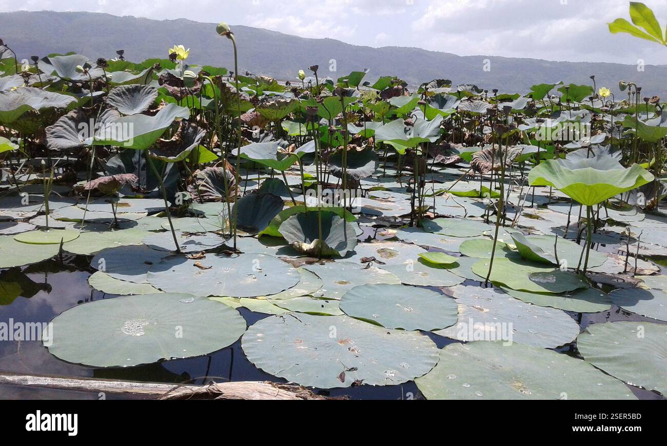 American lotus (Nelumbo lutea), Plantae, Lake Miragoâne, Haiti Stock ...