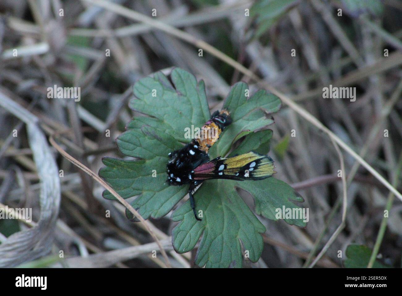 Princely Tiger Moth (Chrysocale principalis), Insecta, Tecolotlán, Jal ...