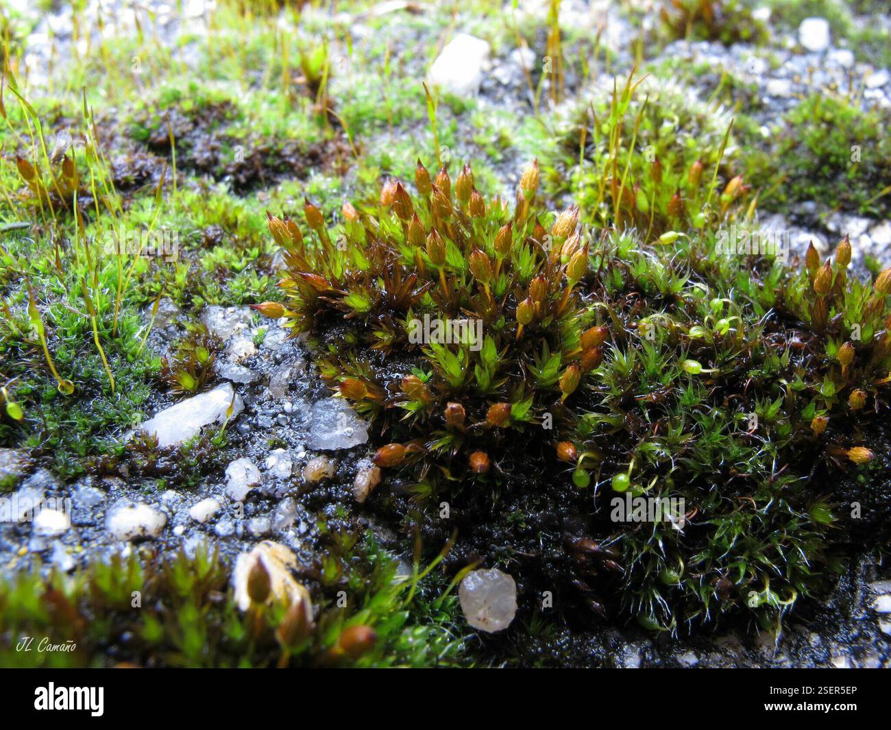 Anomalous Bristle-moss (Orthotrichum anomalum), Plantae, Ourense ...