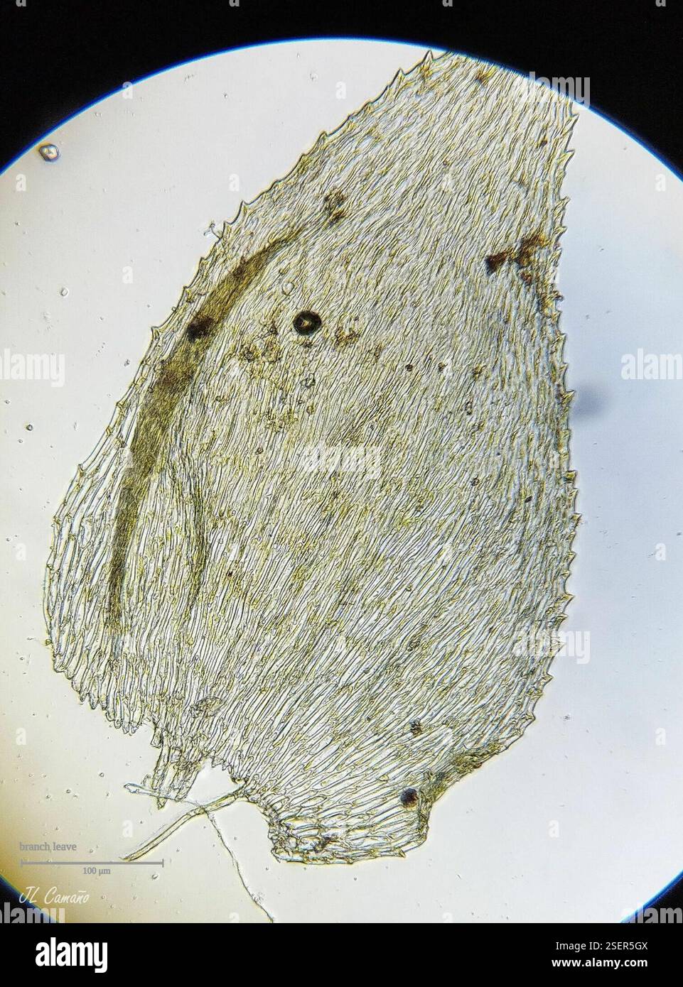 Flagellate Feather-moss (Hyocomium armoricum), Plantae, Pontevedra ...