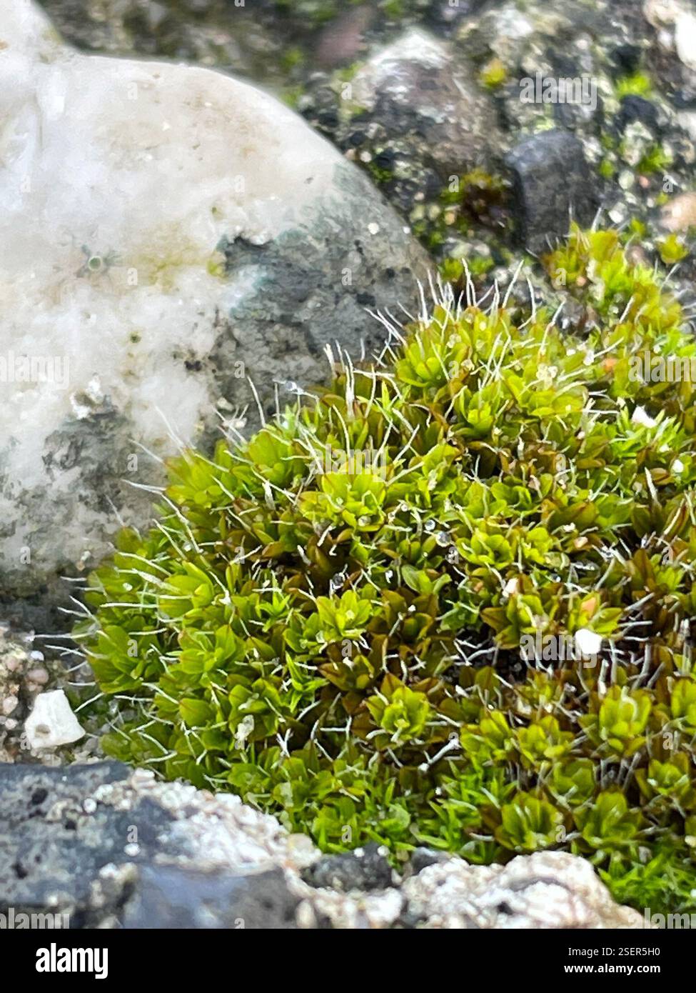 Intermediate Screw-moss (Syntrichia montana), Plantae, Amsterdamse ...