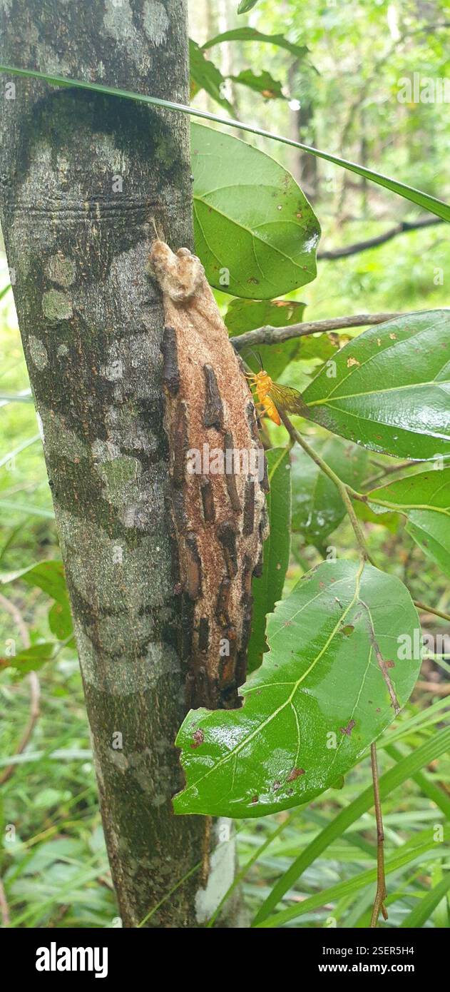 Saunder's Case Moth (Metura elongatus), Insecta, Burleigh Heads QLD ...