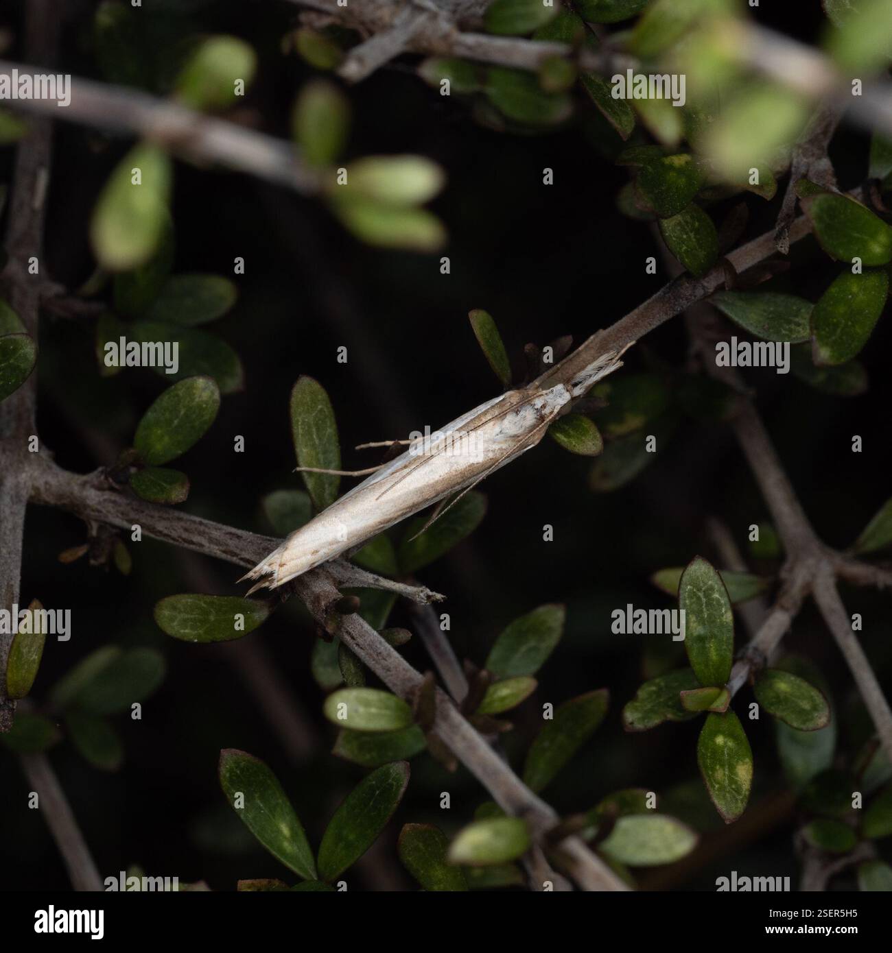 Common Grass Moth (Orocrambus vittellus), Insecta, Mount Cargill, New ...