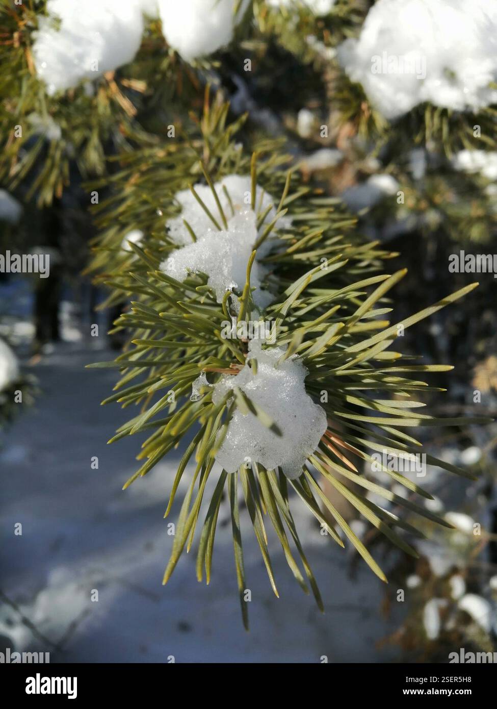 Scots pine (Pinus sylvestris), Plantae, Иркутская обл., Россия, 665490 ...