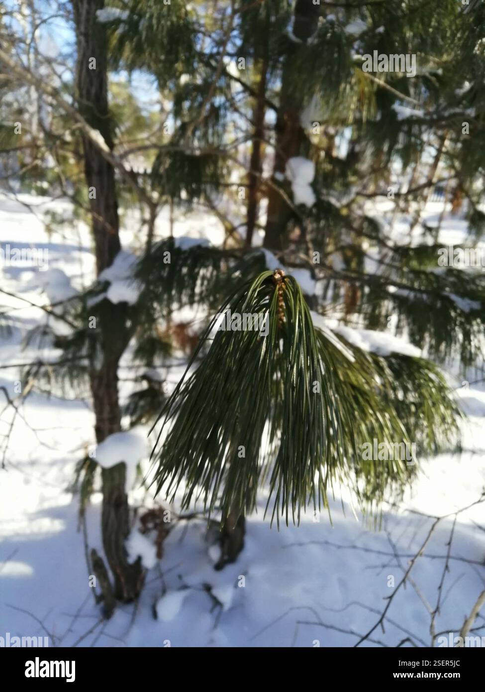 Siberian pine (Pinus sibirica), Plantae, Иркутская обл., Россия, 665490 ...