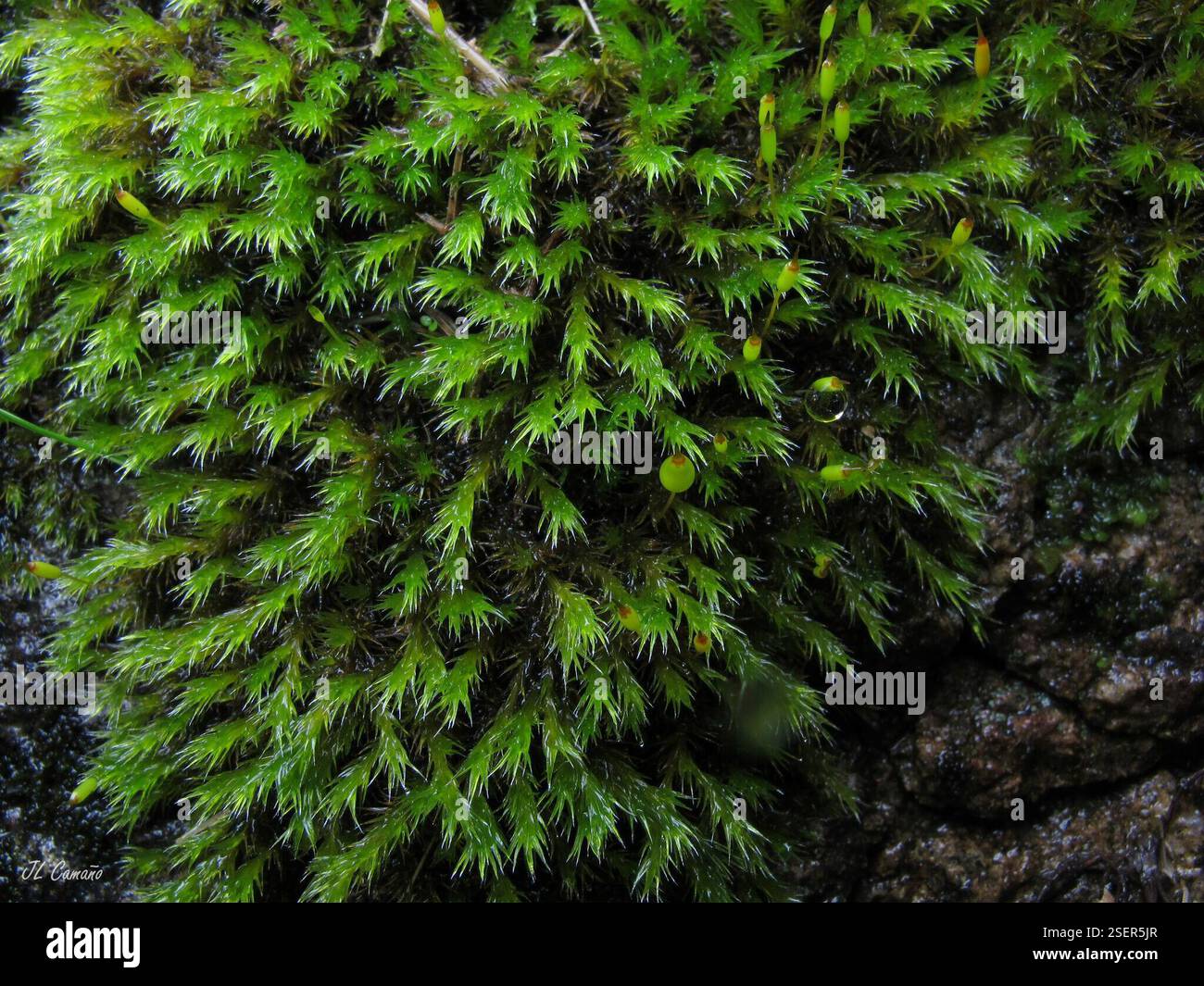 Slender Fringe-moss (Racomitrium sudeticum), Plantae, Ourense, España ...