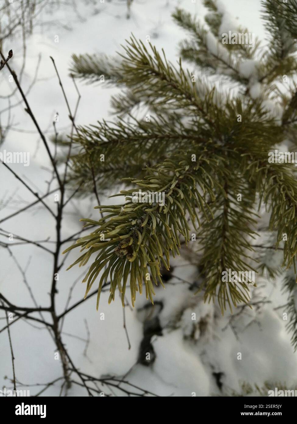 Scots pine (Pinus sylvestris), Plantae, Октябрьский, Иркутская обл ...