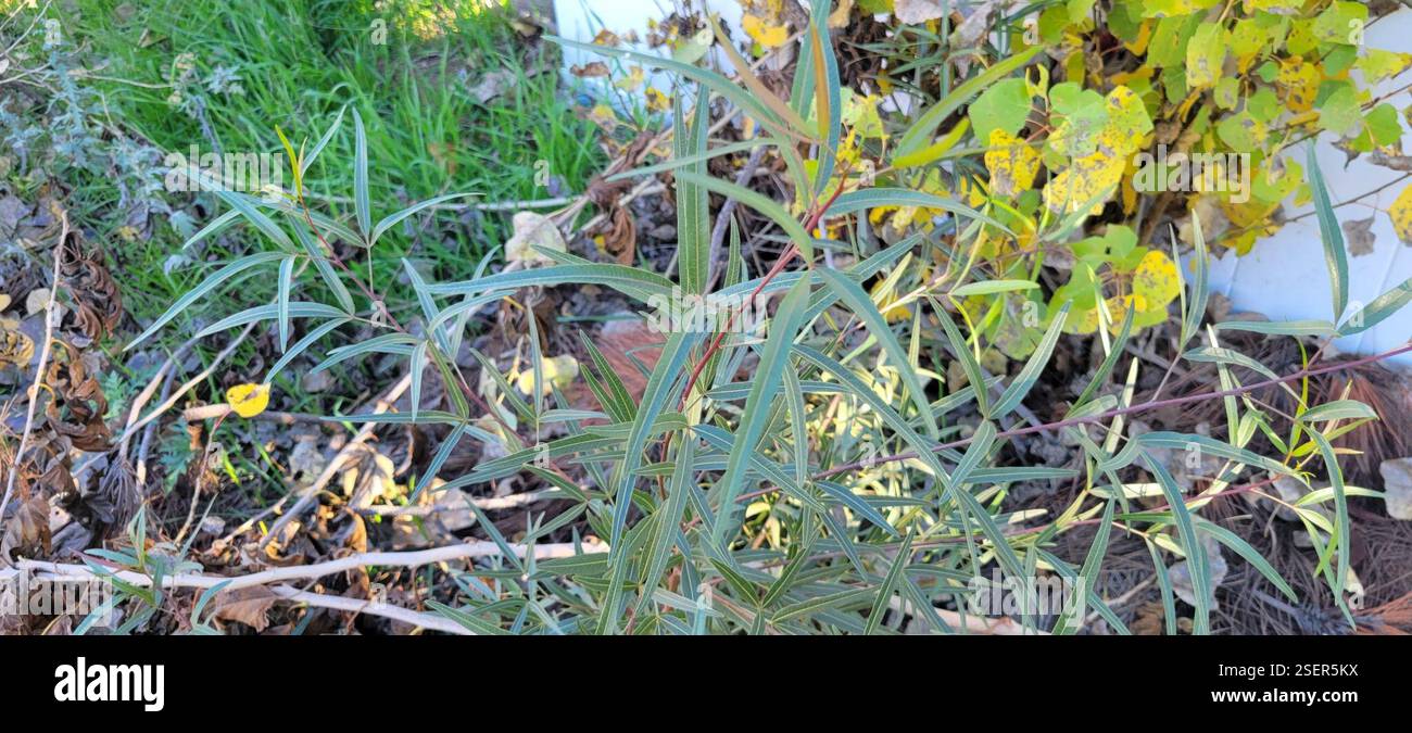 african sumac (Searsia lancea), Plantae, Lake Elsinore, CA, USA Stock ...