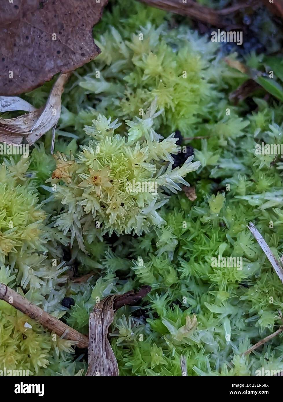 Pale Bog-moss (Sphagnum strictum), Plantae, DeLand, FL 32724, USA Stock ...