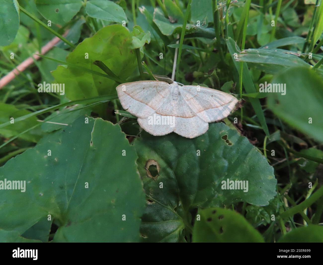 Confused Eusarca Moth (Eusarca confusaria), Insecta, Louisville, KY ...