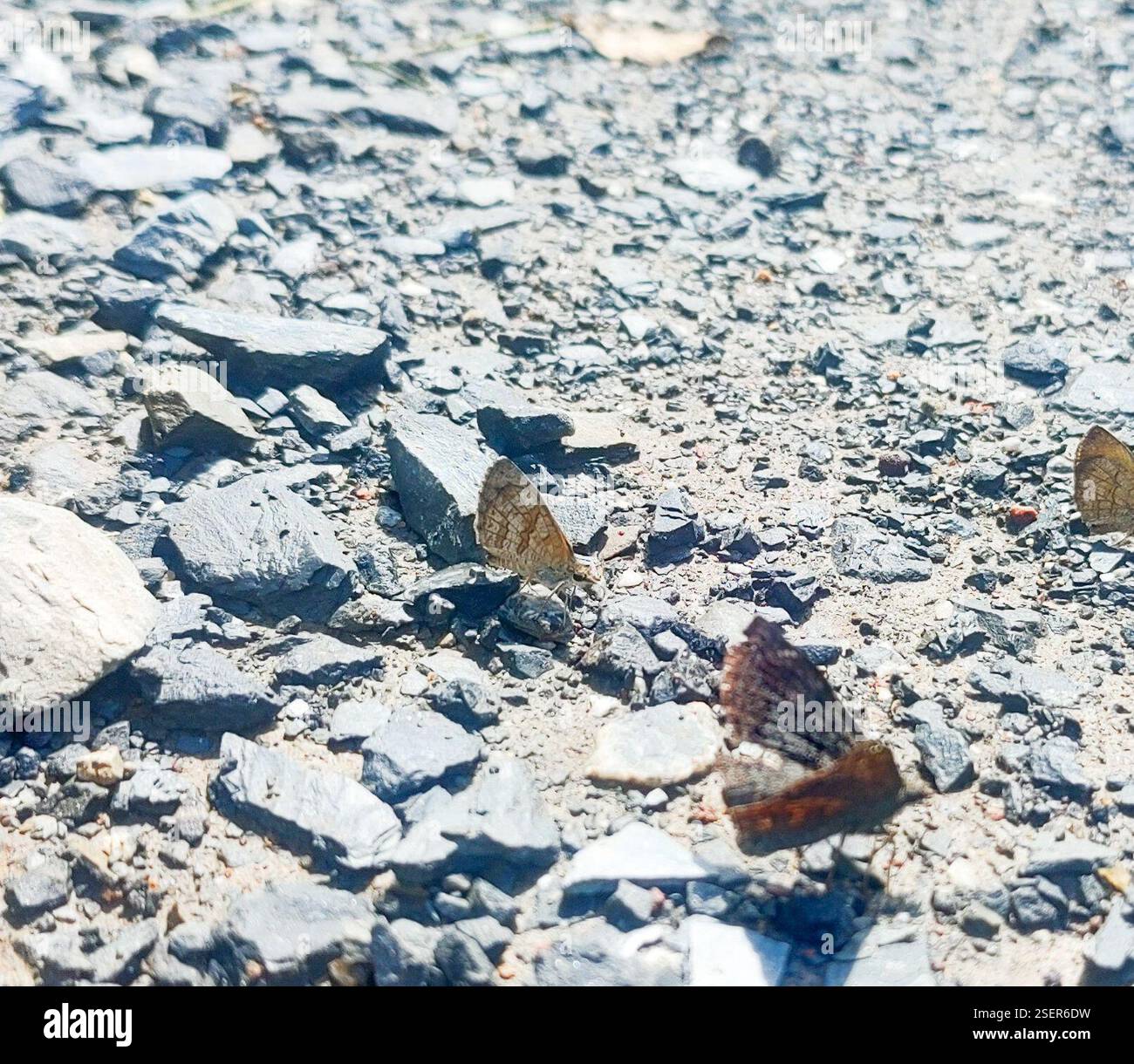 (Zopyrion evenor), Insecta, Ibituruna Stock Photo - Alamy