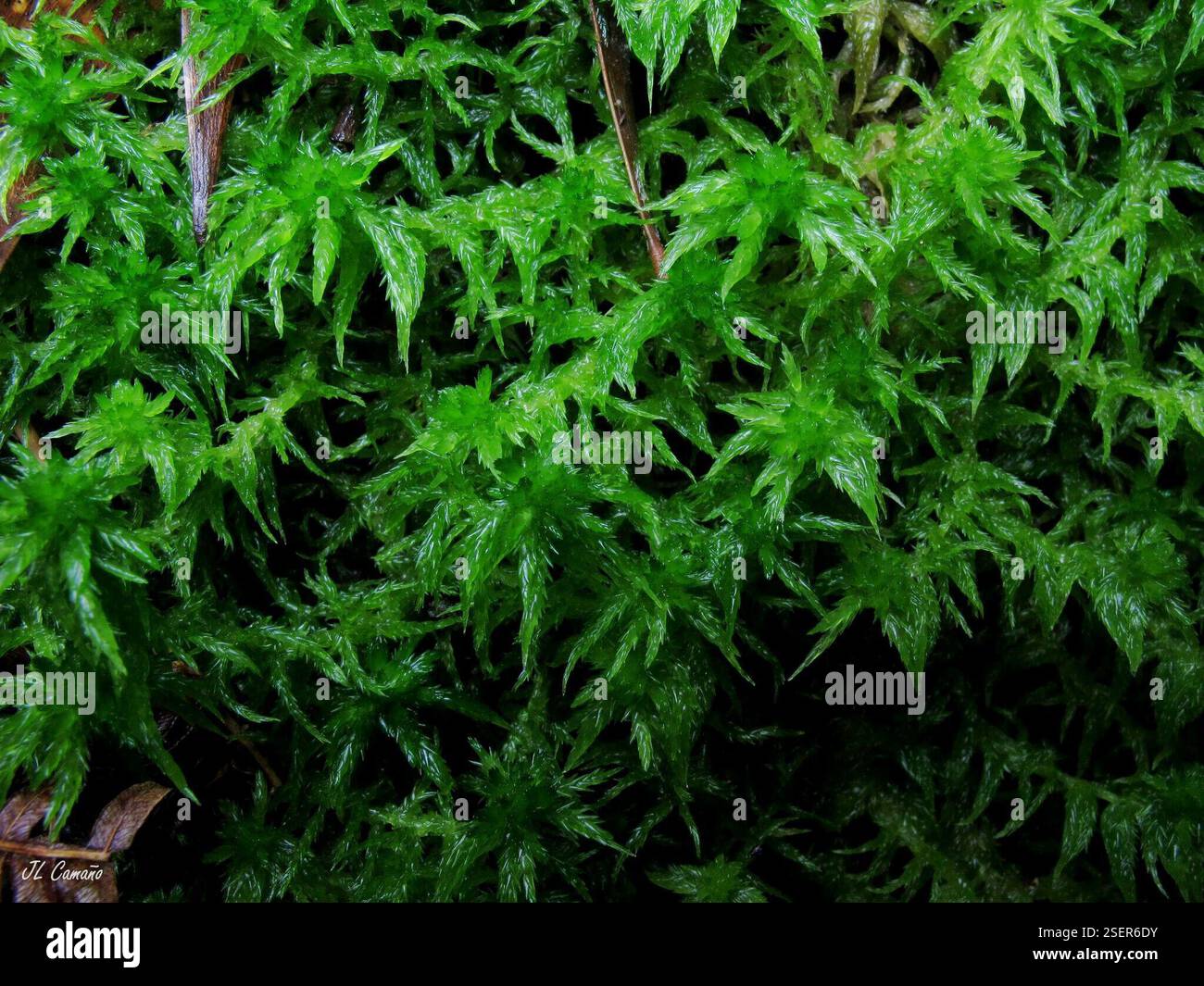 Lesser Cow-horn Bog-moss (Sphagnum inundatum), Plantae, La Coruña ...