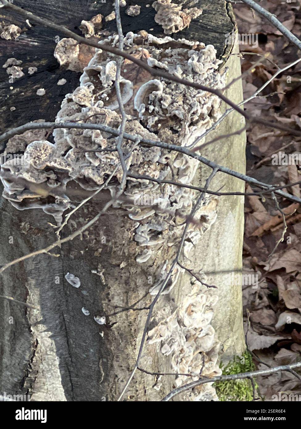 Smoky polypore (Bjerkandera adusta), Fungi, Thundersley, Rayleigh ...