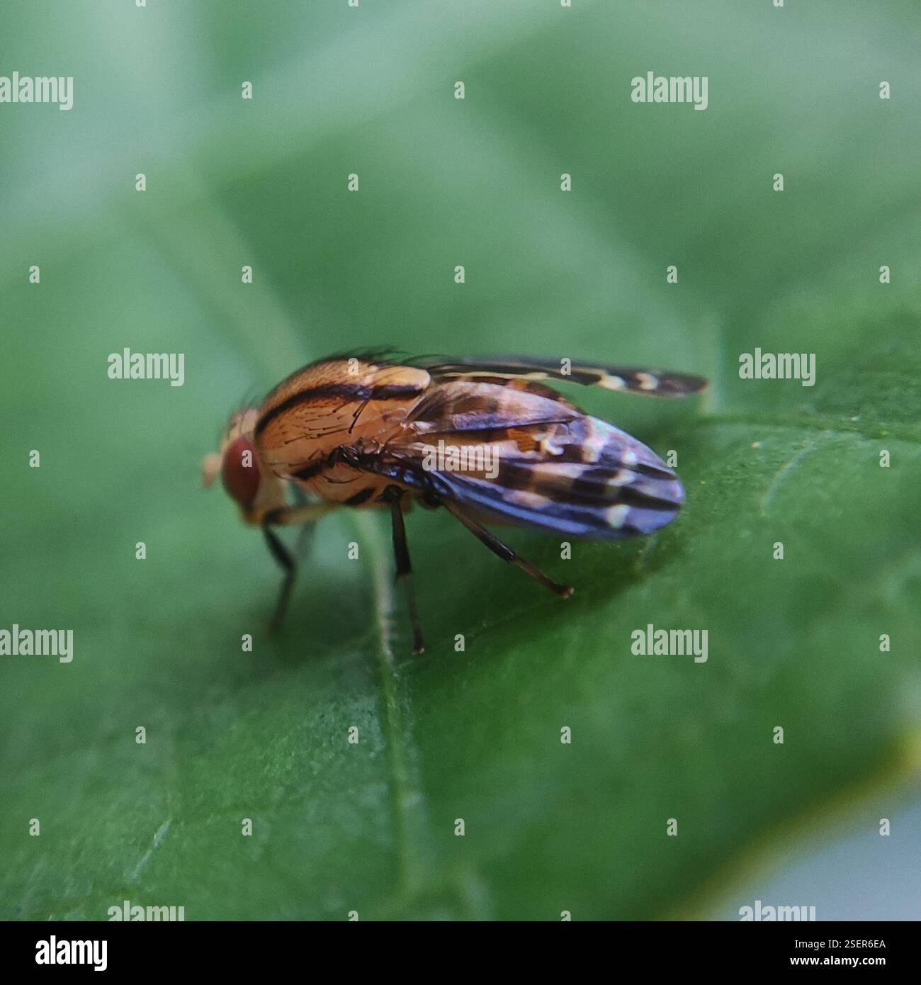 (Homoneura), Insecta, Lagoinha, Ubatuba - SP, 11680-000, Brasil Stock ...