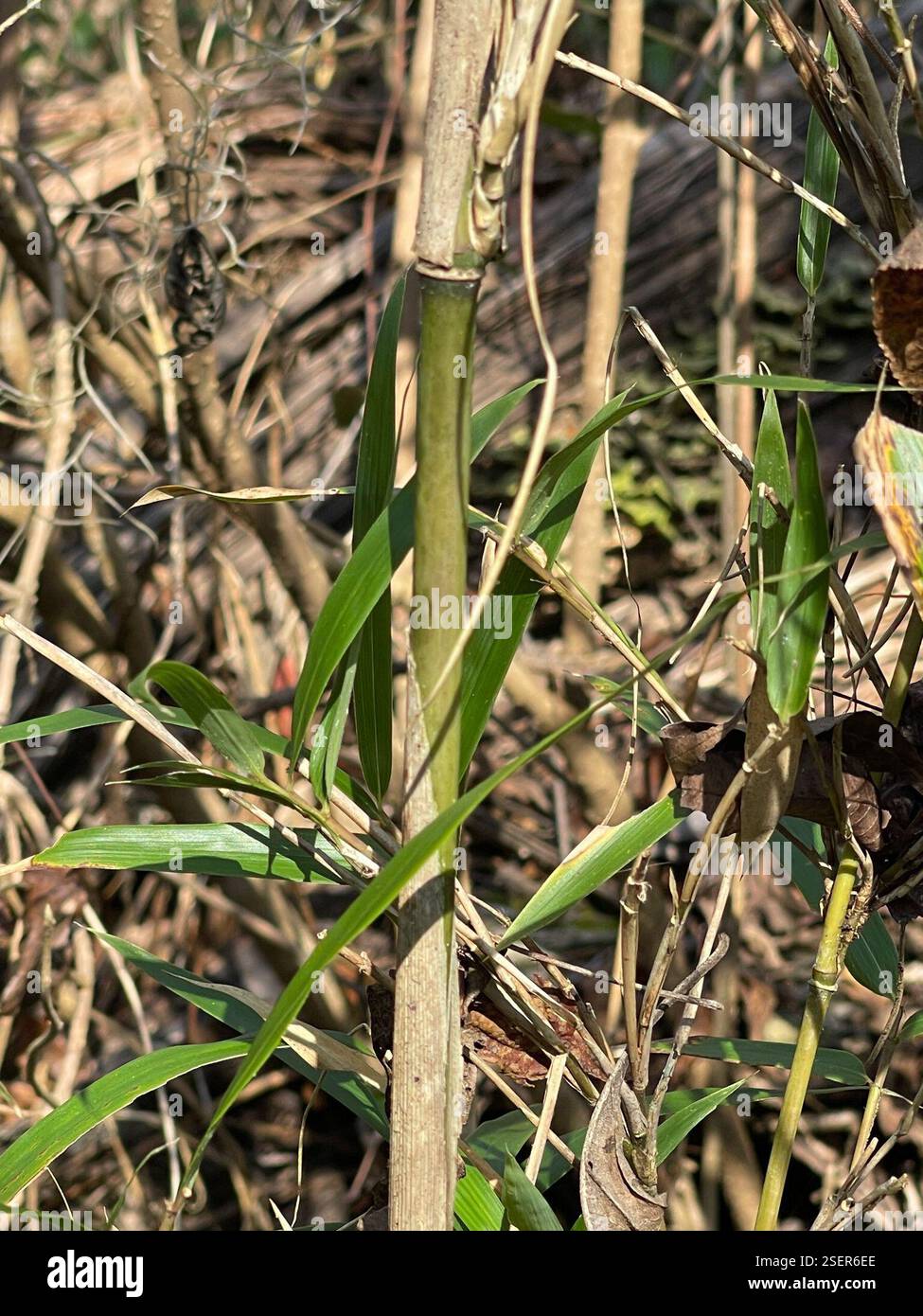 switch cane (Arundinaria tecta), Plantae, Torreya State Park, Bristol ...
