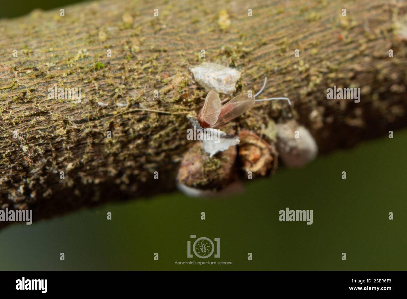 (Tetracneminae), Insecta, Chimney Lakes, Jacksonville, FL, USA ...