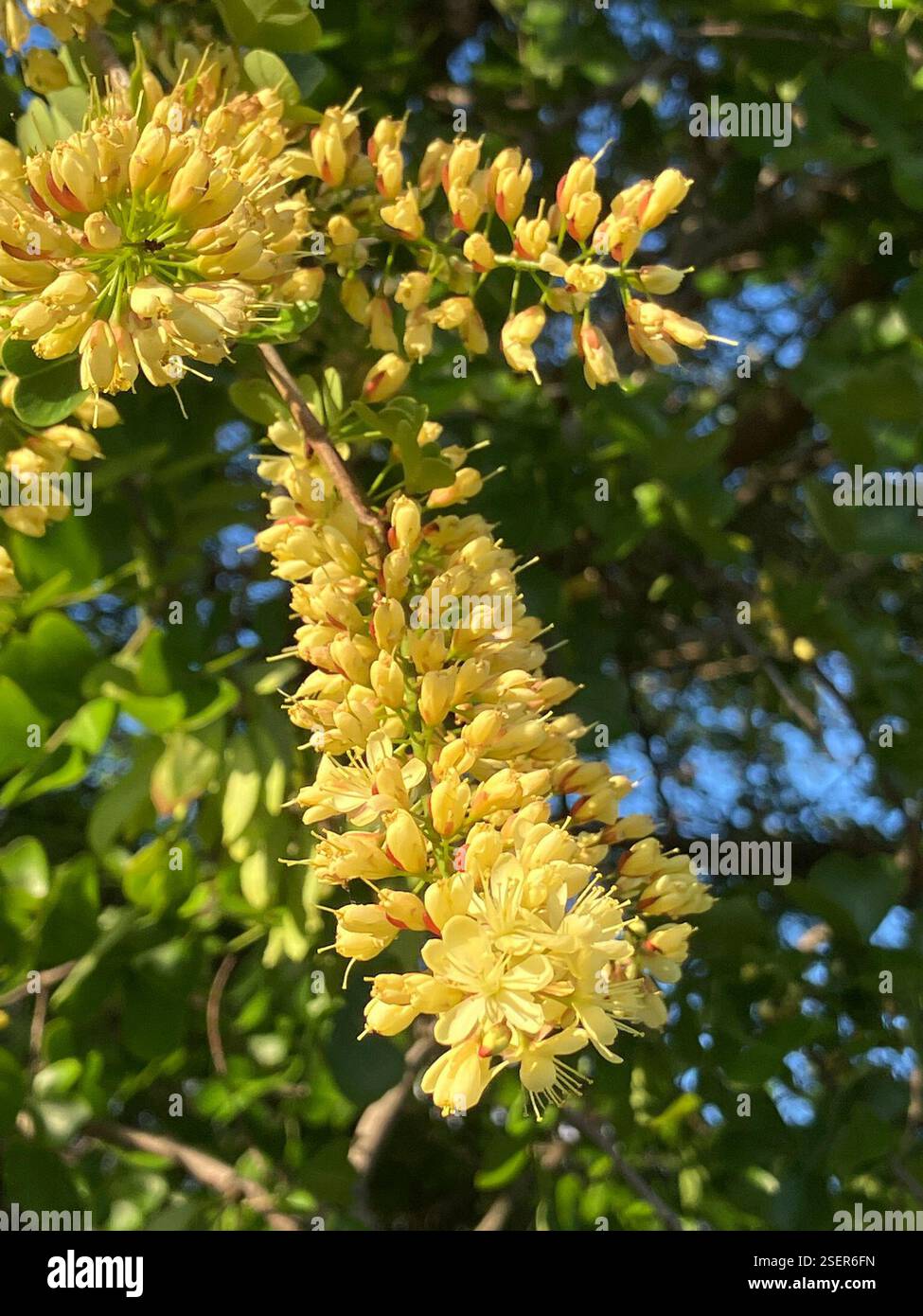 Bloodwood Tree (Haematoxylum campechianum), Plantae, Saint Peter, MS ...