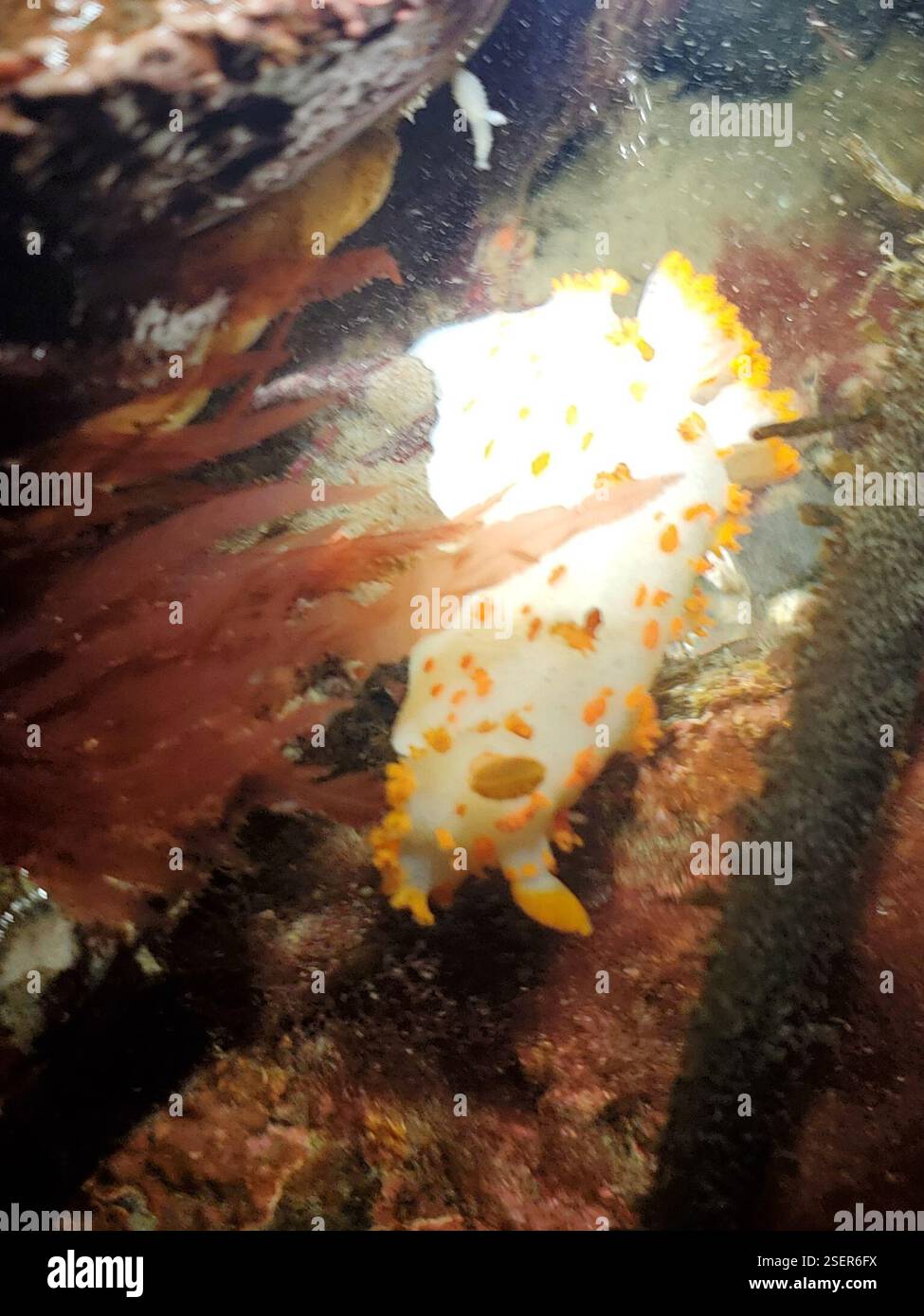 Modest Clown Dorid (Triopha modesta), Mollusca, Capital, BC, Canada ...
