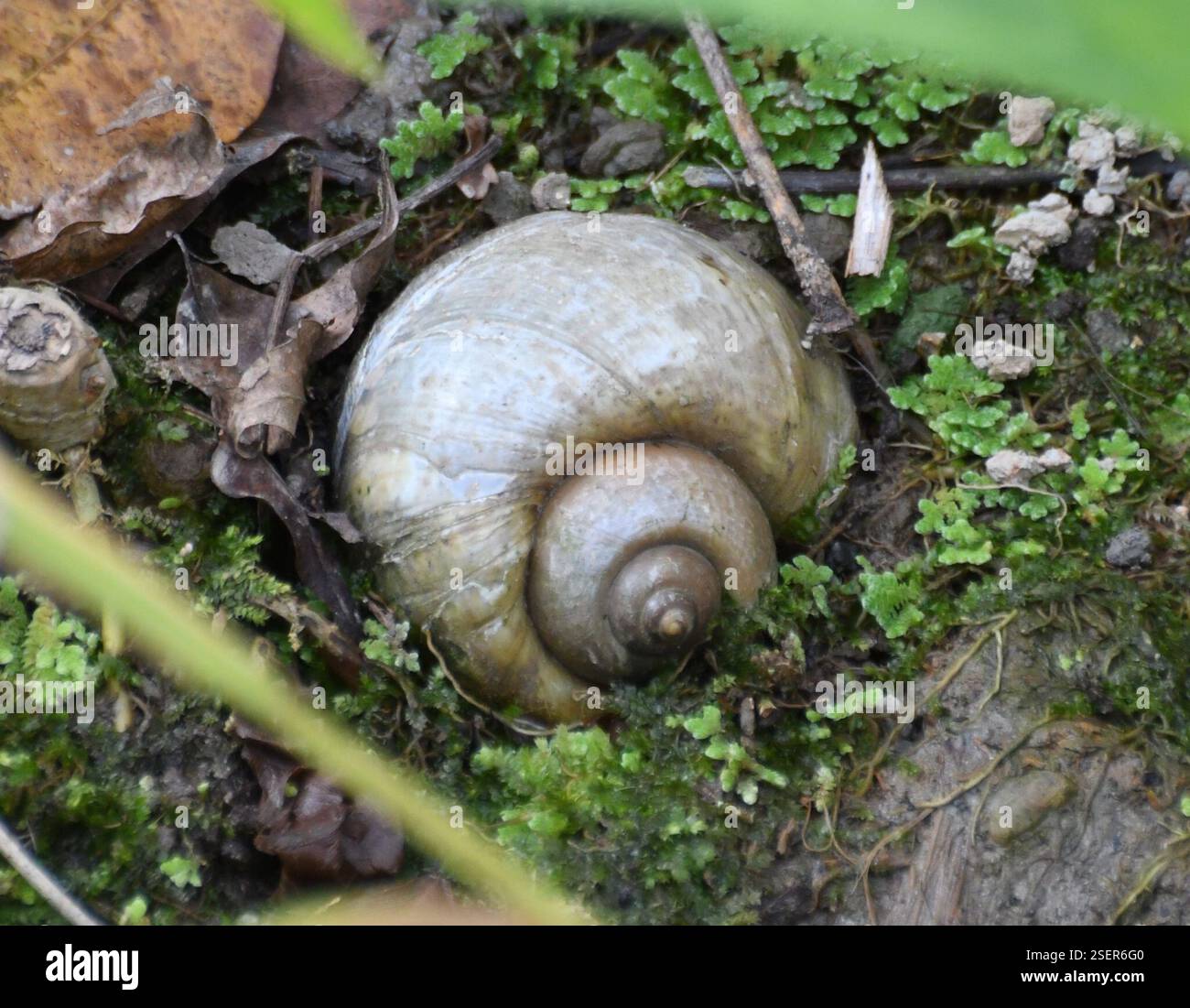 Channeled Apple Snail (Pomacea canaliculata), Mollusca, Taipei, Taiwan ...