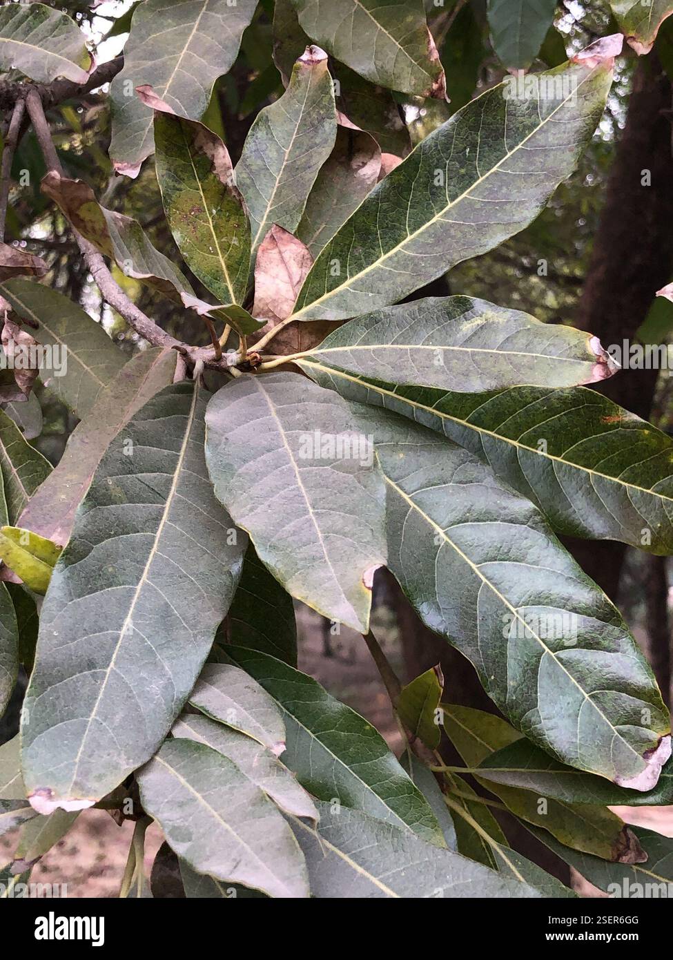 South Indian Mahua (Madhuca longifolia longifolia), Plantae, Dhaula ...