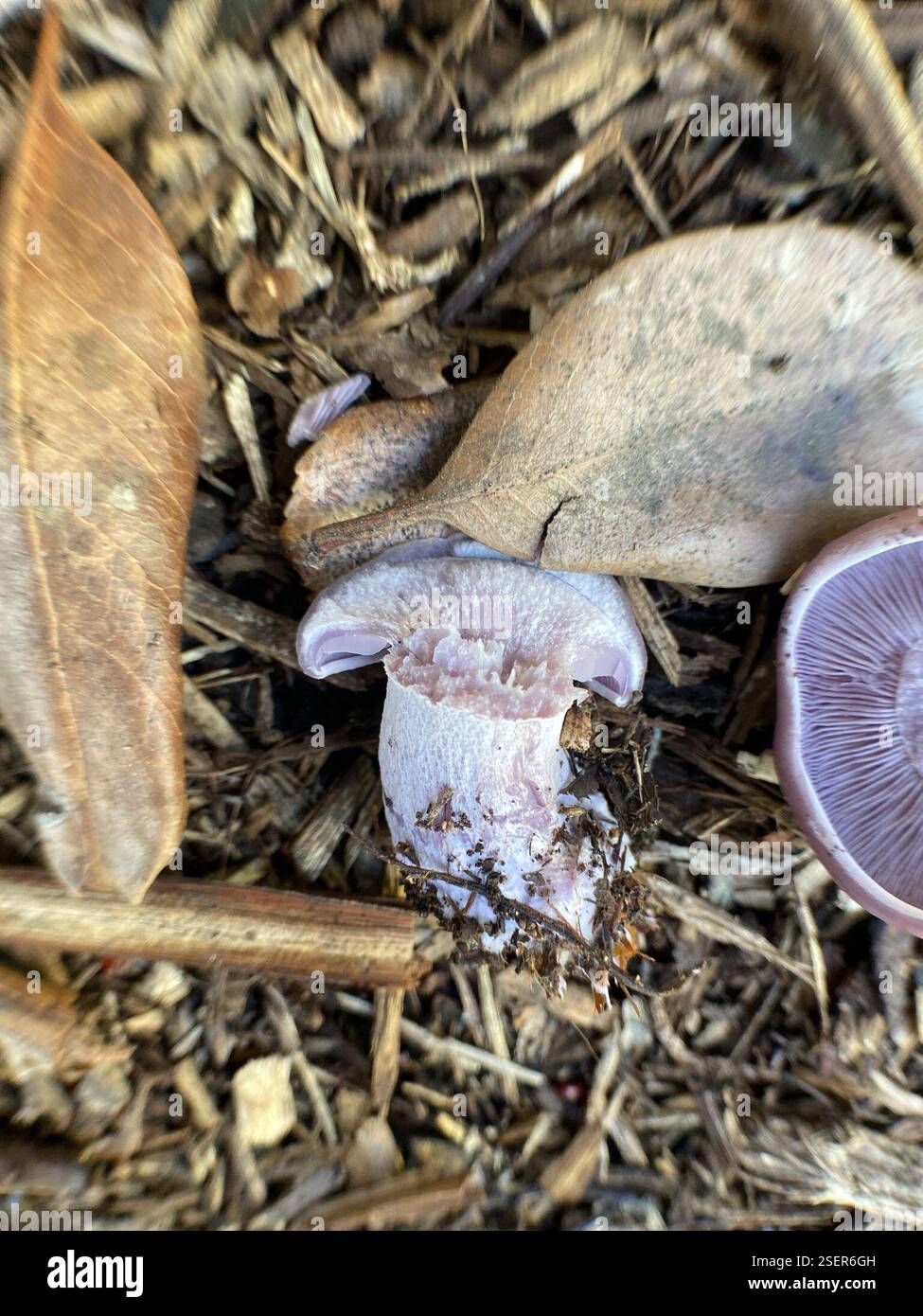 Blewit (Collybia nuda), Fungi, Media Park, Los Angeles, CA, US Stock ...