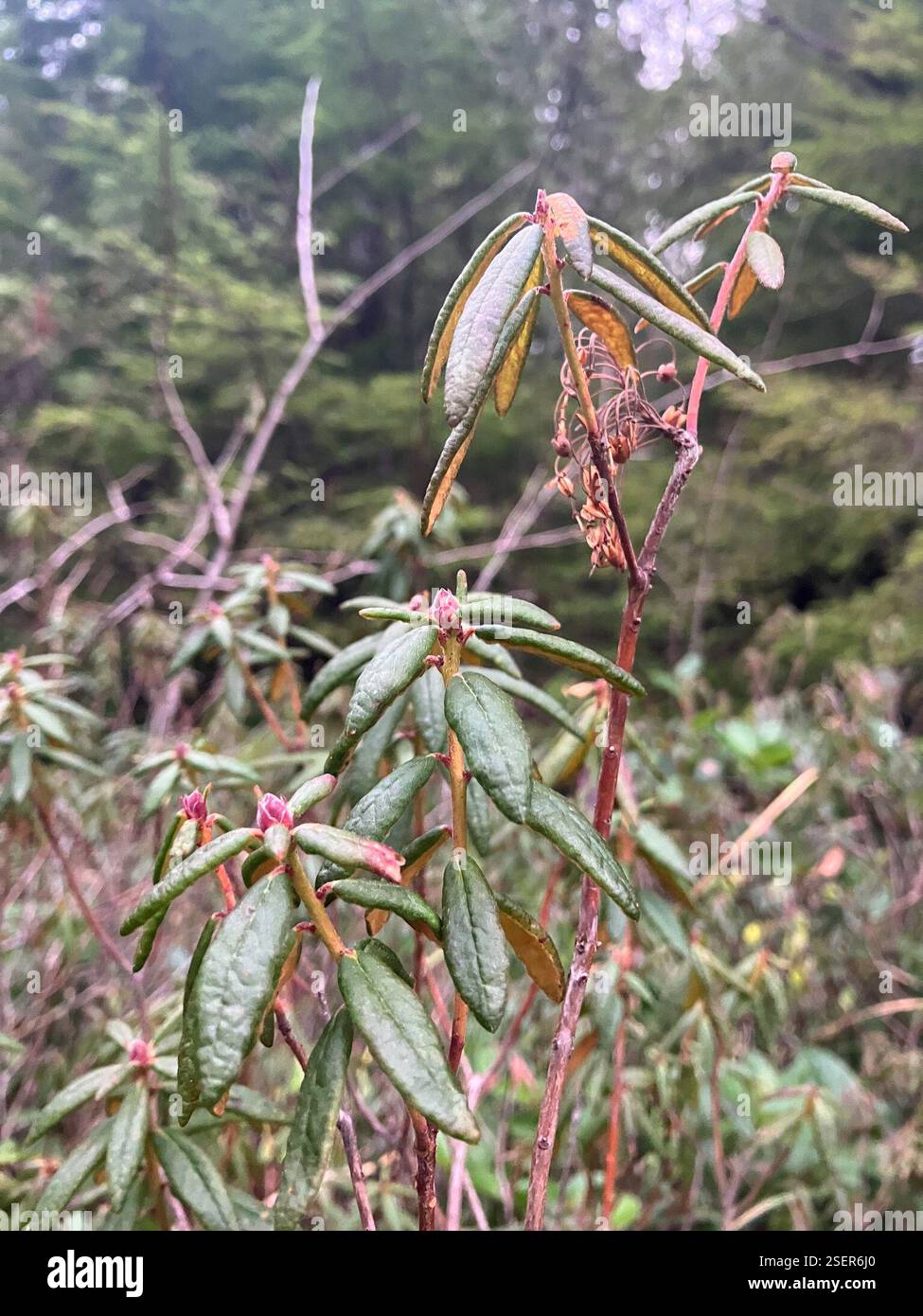 Bog Labrador Tea (Rhododendron groenlandicum), Plantae, Olympic ...