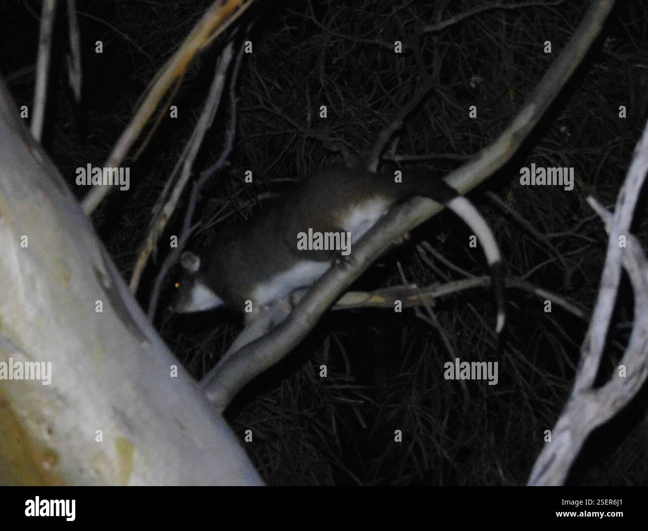 Common Ring-tailed Possum (Pseudocheirus peregrinus), Mammalia, Hobart ...