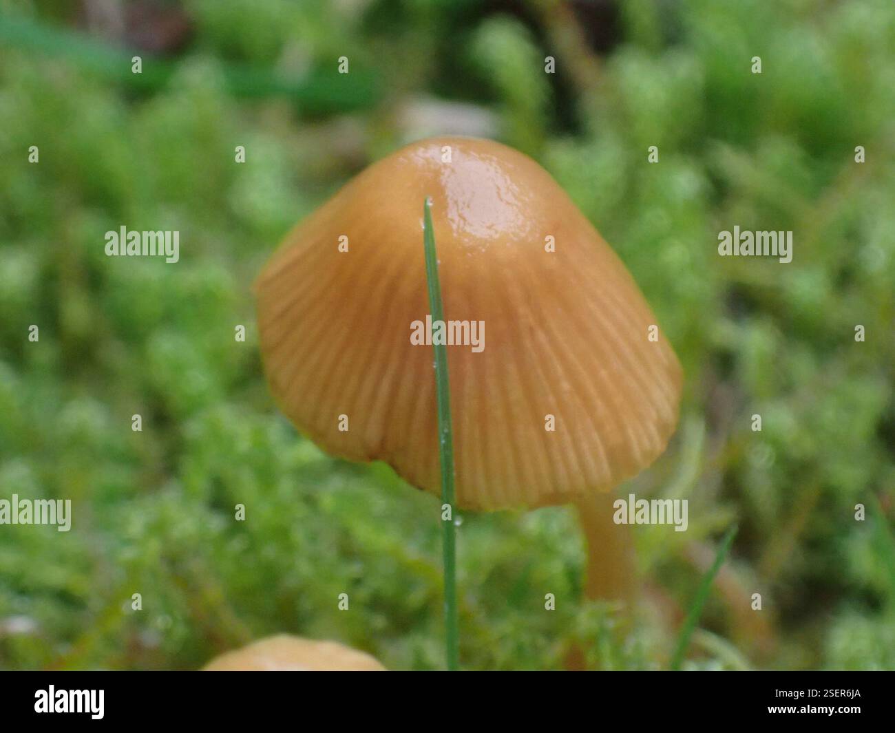Moss Bells (Galerina), Fungi, Alberni-Clayoquot, British Columbia ...