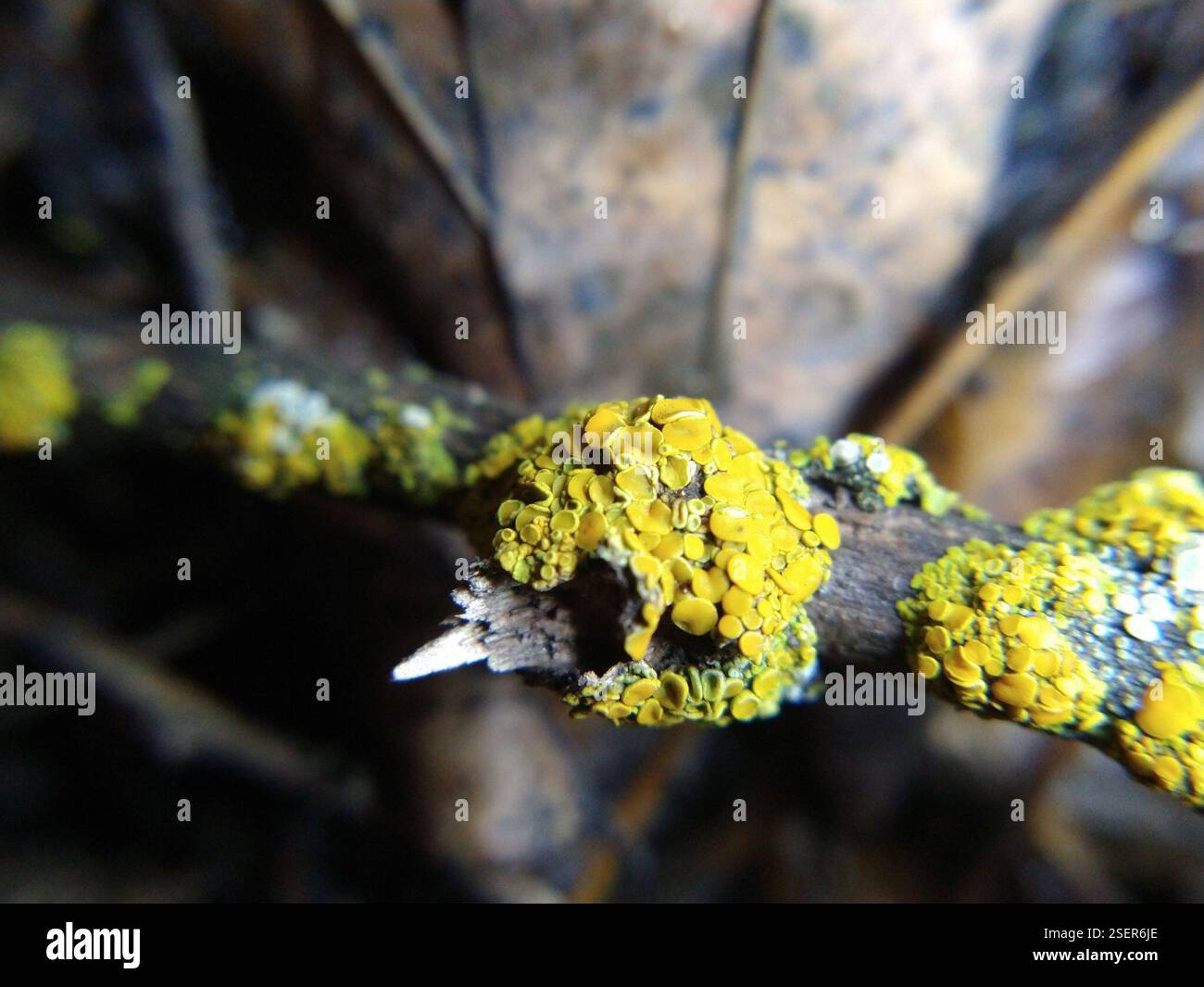 Pin-cushion Sunburst Lichen (Polycauliona polycarpa), Fungi, California ...