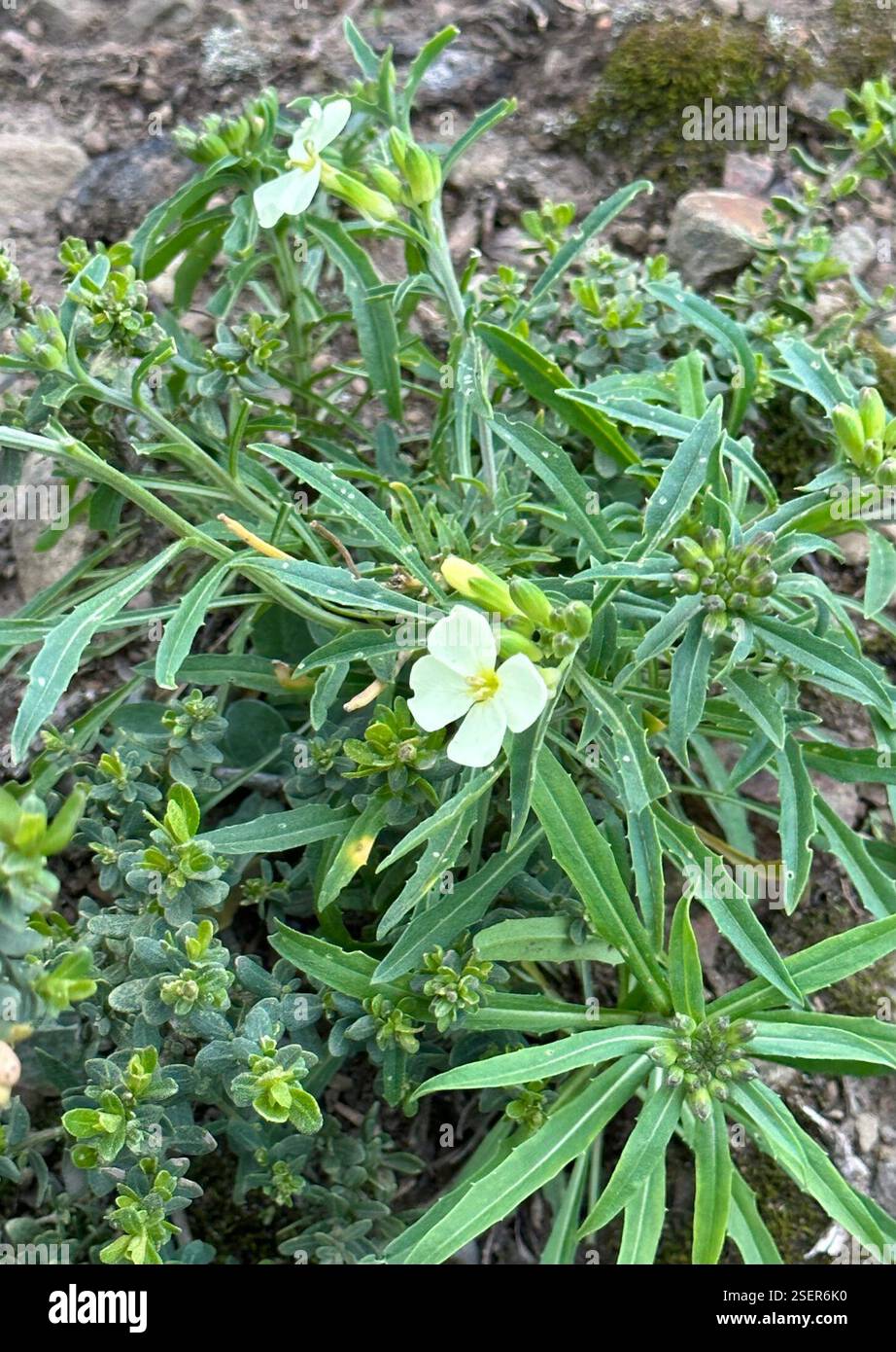 San Francisco wallflower (Erysimum franciscanum), Plantae, California ...