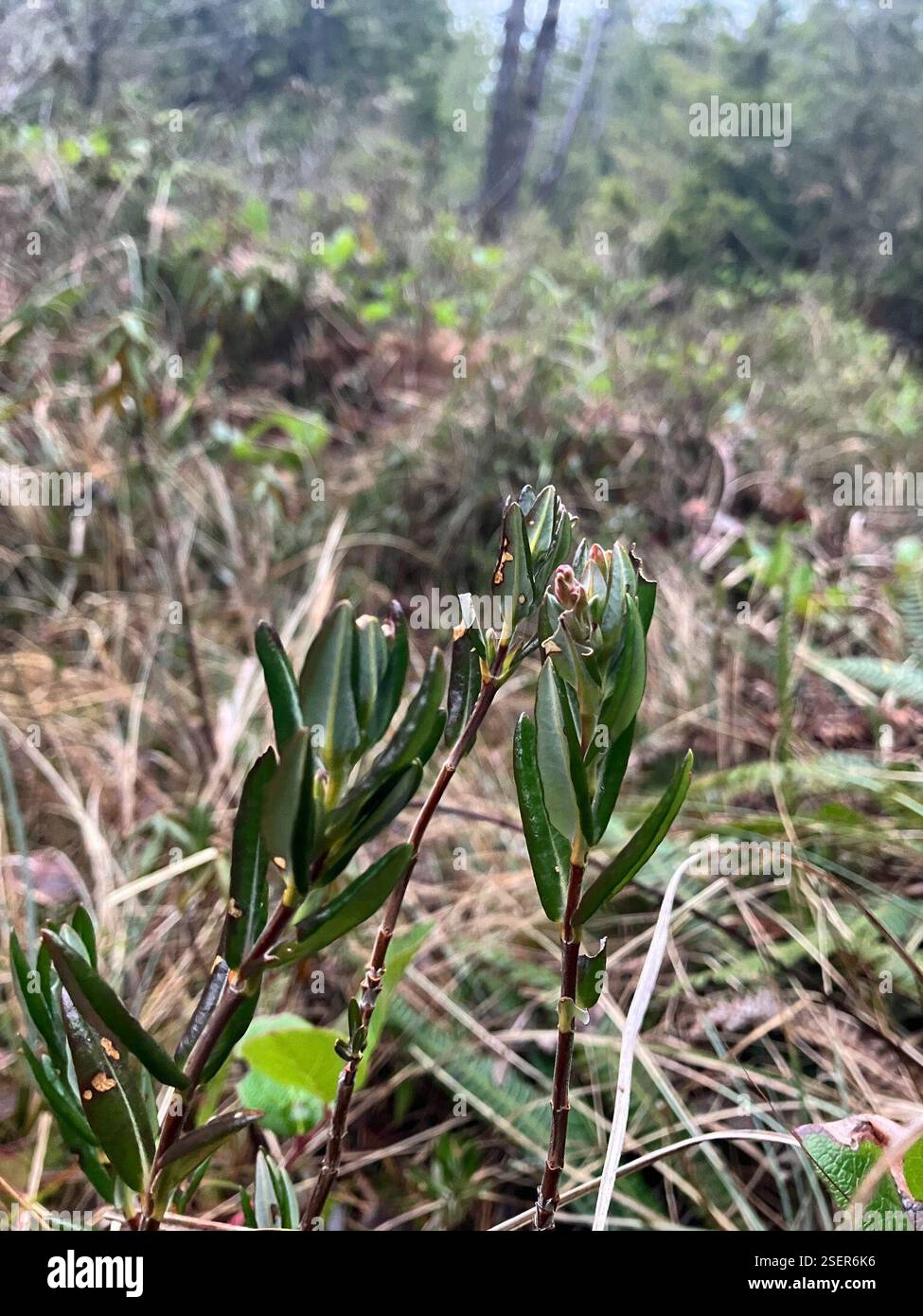 Western Bog Laurel (Kalmia microphylla), Plantae, Olympic National Park ...