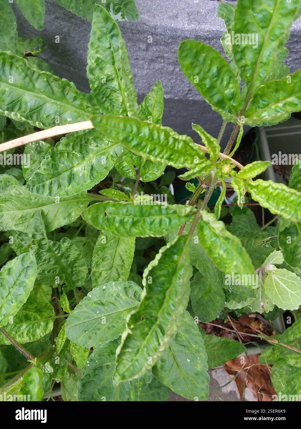 White beggarticks (Bidens alba), Plantae, Windsor Forest, Savannah, GA ...