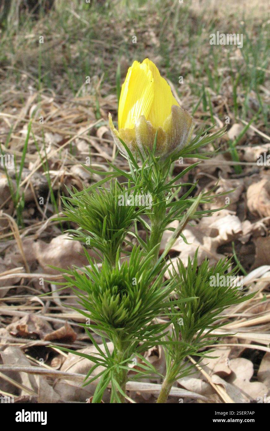 Spring Adonis (Adonis vernalis), Plantae, Неверкинский р-н, Пензенская ...