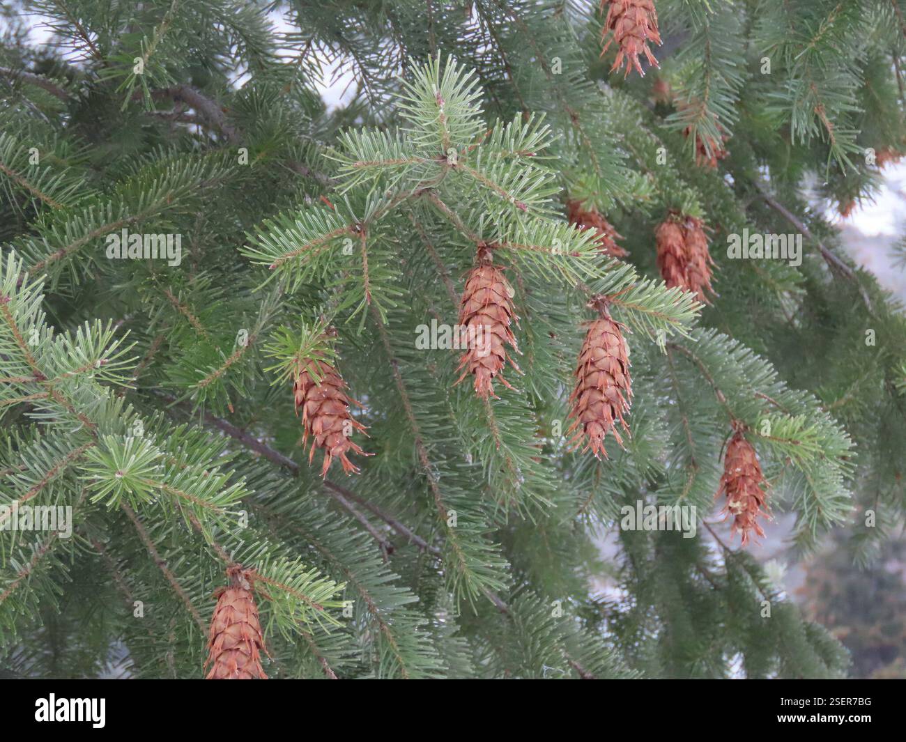 common Douglas-fir (Pseudotsuga menziesii), Plantae, Kalamalka Lake ...