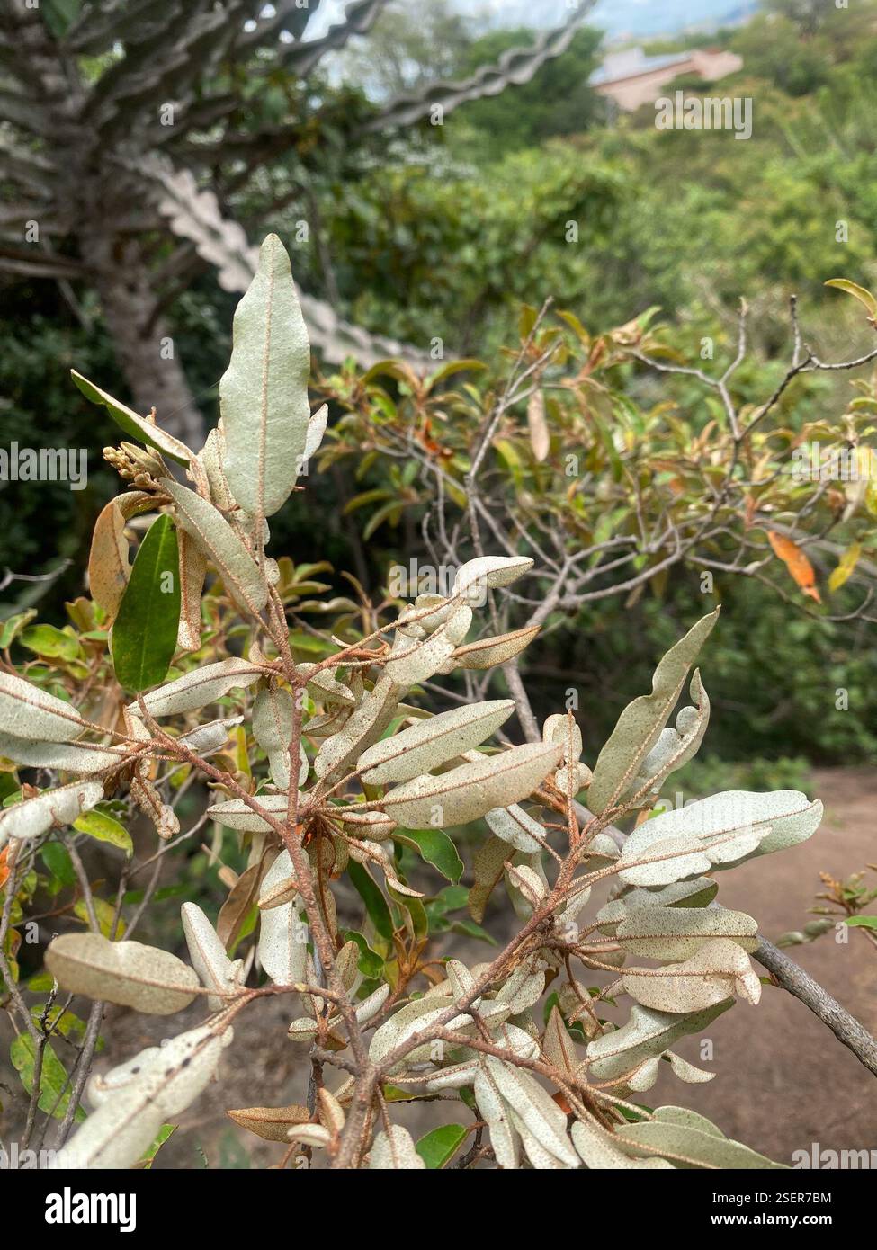 Lavender Feverberry (Croton gratissimus), Plantae, University of ...