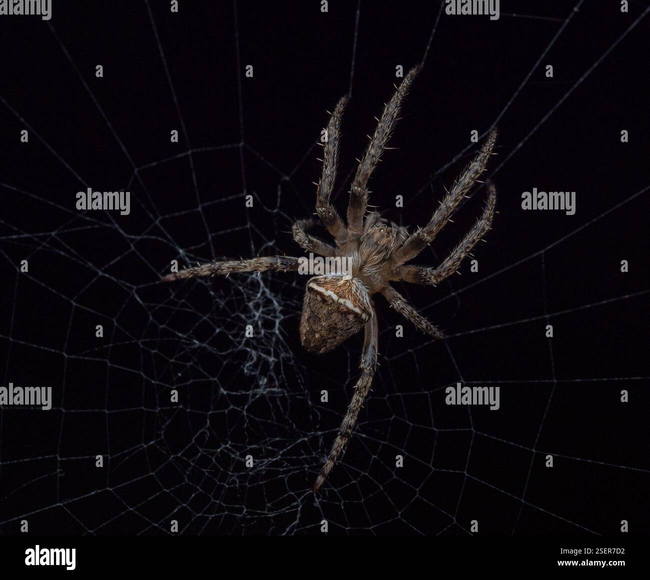 (Zealaranea), Arachnida, Ataahua, New Zealand Stock Photo - Alamy