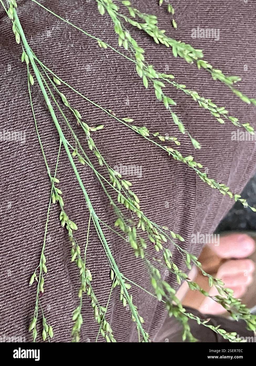 guinea grass (Megathyrsus maximus), Plantae, Saint Peter, MS Stock ...