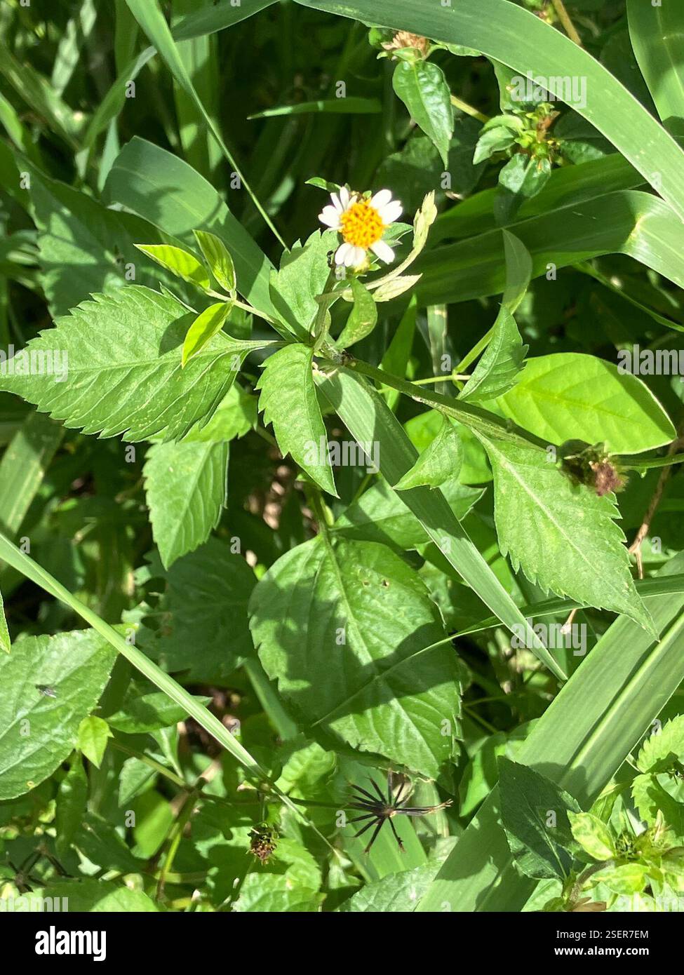 White beggarticks (Bidens alba), Plantae, Saint Peter, MS Stock Photo ...